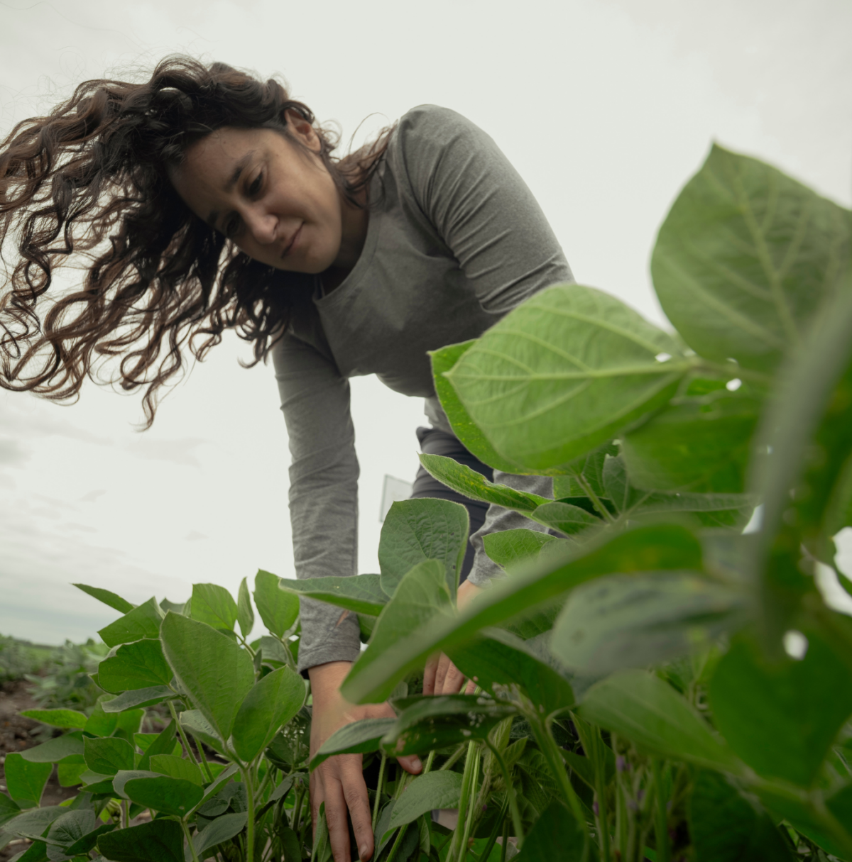 High Times For High Oleic Soybeans | Illinois Soybean Association